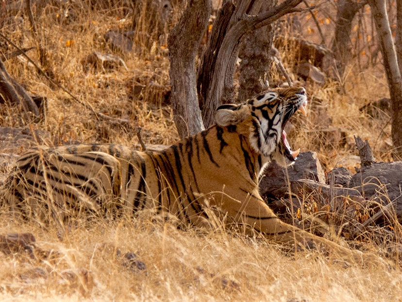 REALM OF TIGER - CENTRAL INDIA - IBN Tours